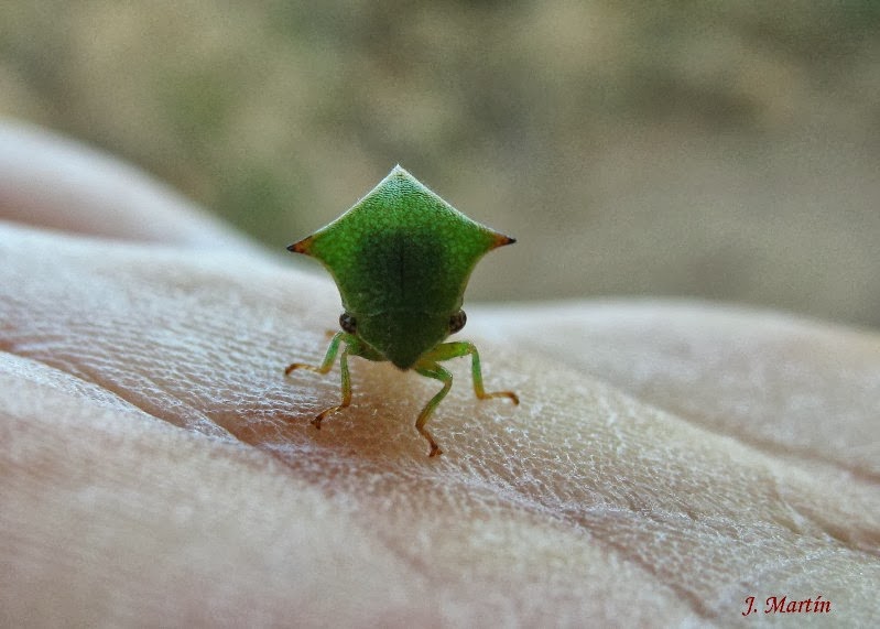 Invertebrados de Ateca.: septiembre 2013