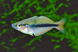 INDONESIAN FRESHWATER FISH COMMUNITY - IFFC: 56 + 4 New Species of ...