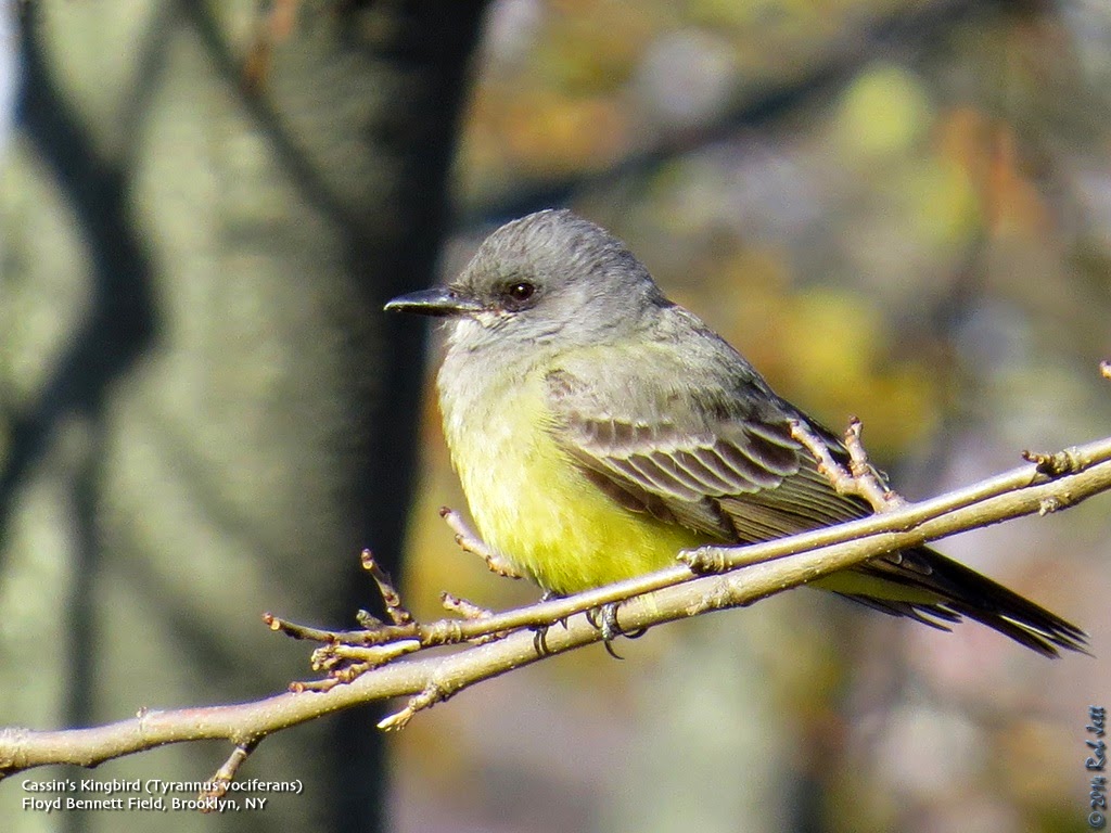 The City Birder: 01/01/2015 - 02/01/2015