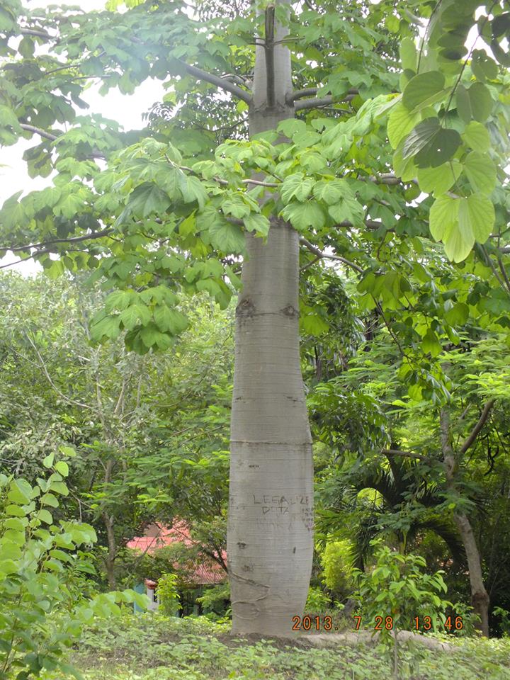 Photography with Dr. Ernie.: Trees : A quipo tree in Paradise Ranch ...