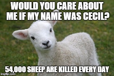 Joy of Vegan: SHEEP AND LAMB MEMES TO SHARE