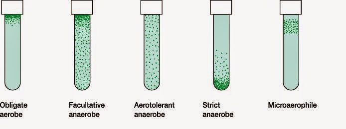 Microbiology Mania: Oxygen Requirements {Lab 7 - May 20, 2015}