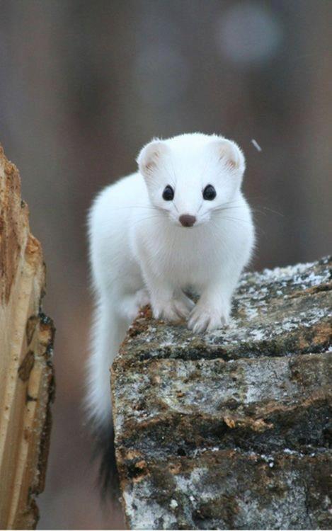 Fotos de todos los bebés del reino animal: Hermosos hurón blanco