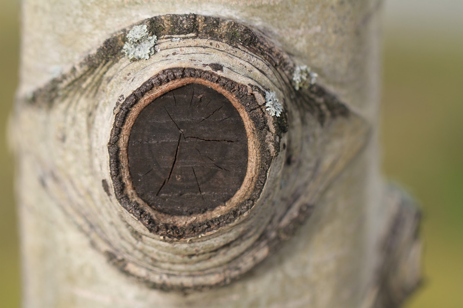 TravelMarx: Quaking Aspen Branch Scars