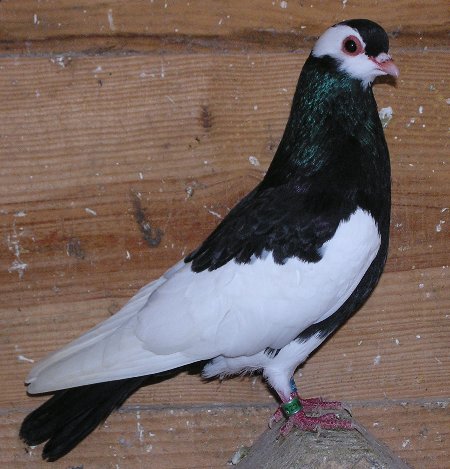 Rakovnik roller pigeons ( Rakovnicky Kotrlák ) - Pigeons fall
