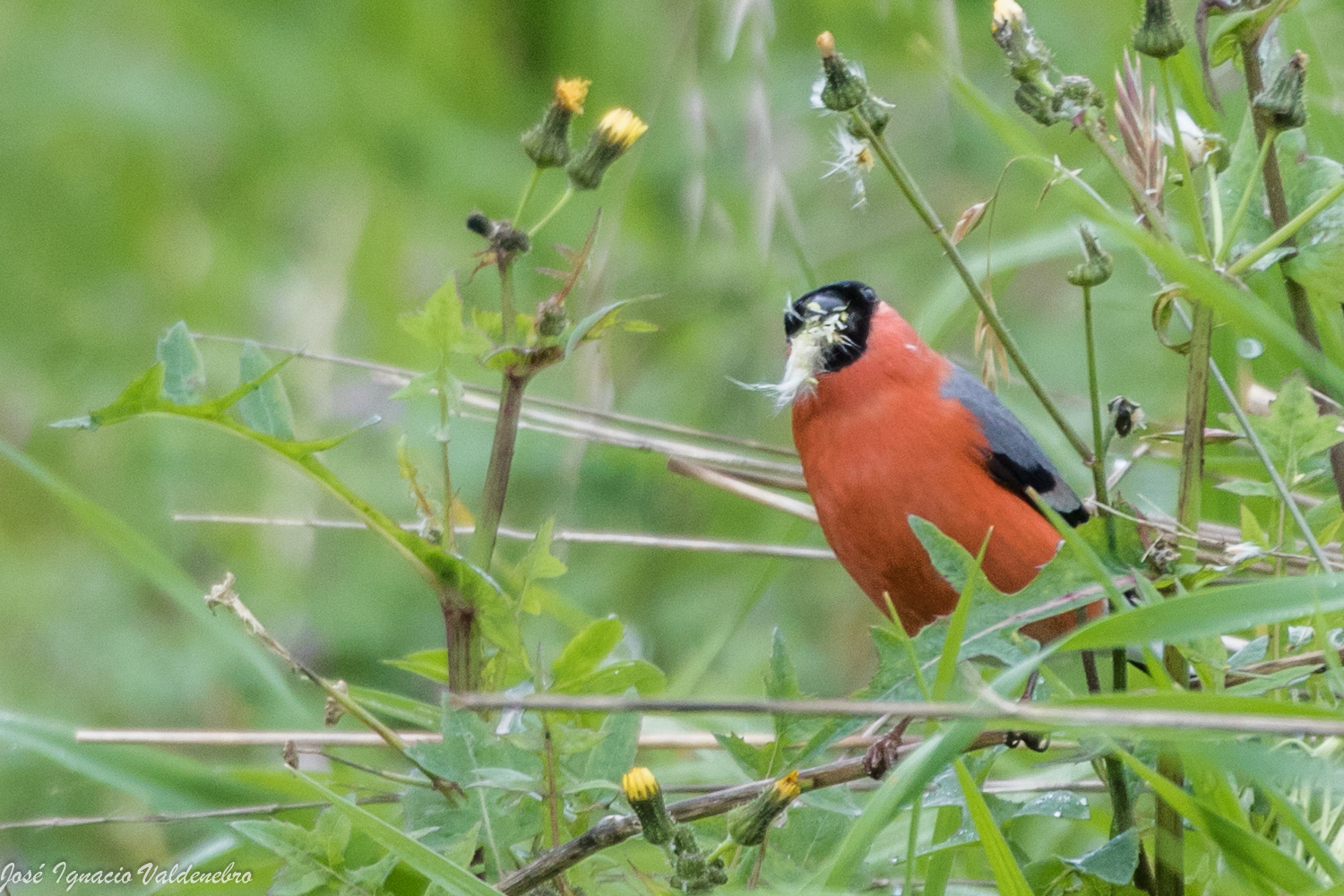 DocNatureBlog: Colorín, colorado, éste pájaro me ha encantado ...