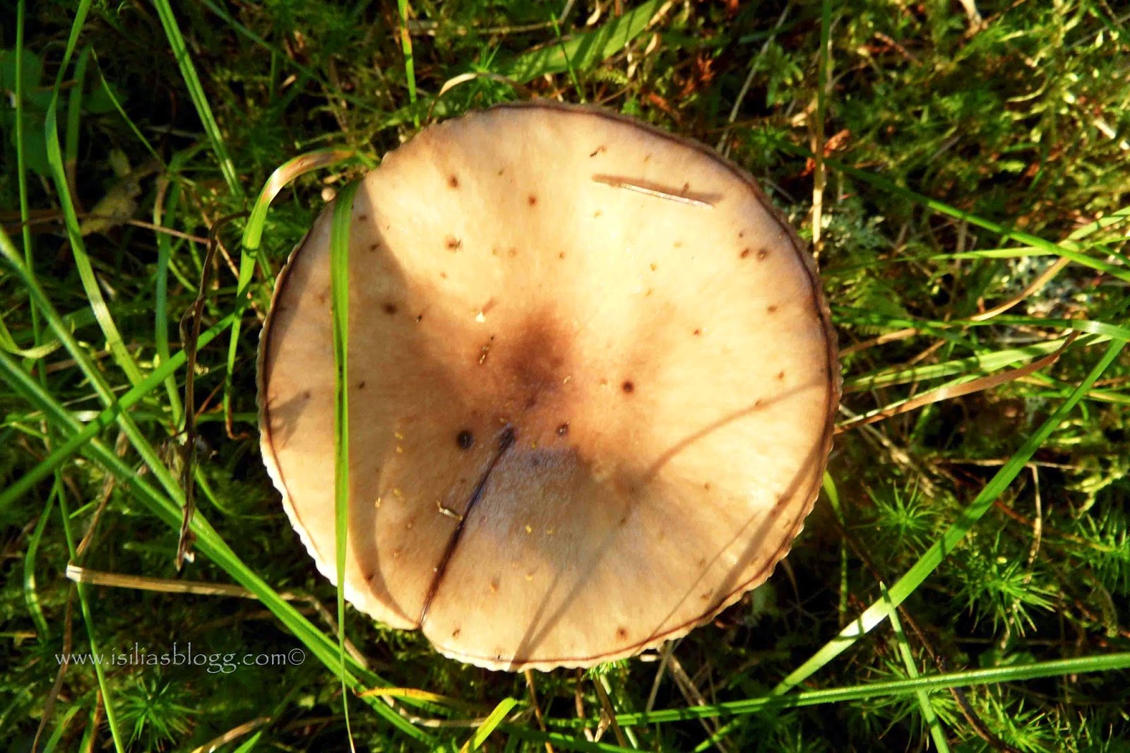 Isilias Blogg: Sleipsopp / Citronslemskivling, en mindre kjent men god ...