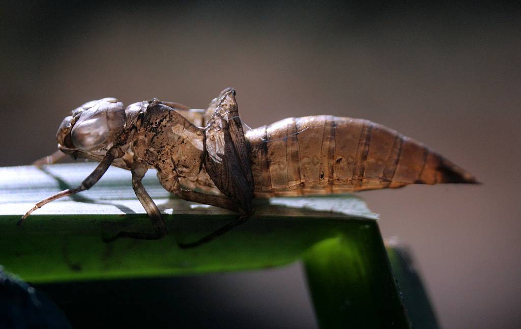 Ecdysis: When Growing Up is More than Skin Deep | The Ark In Space