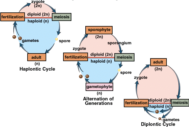 BIOLOGY STUDY_ PLANT LIFE CYCLE