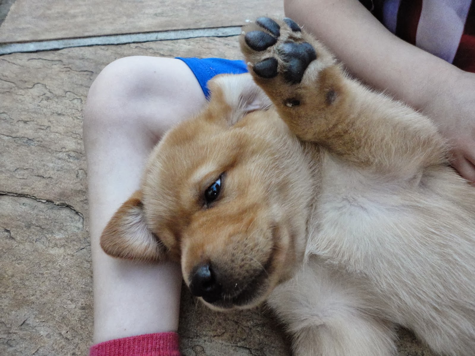 Família Labrador: Último Filhote Macho Caramelo