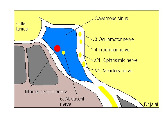 ENT made easy RHINOLOGY: Cavernous sinus
