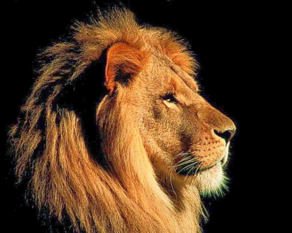 Ormanların Kralı Aslan