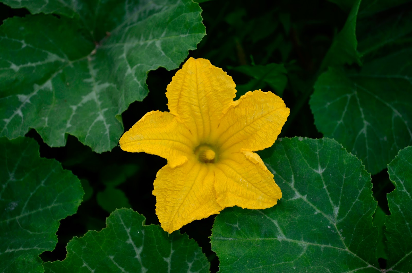 Pumpkin Source Of Vitality And Health Macedonia Nature pumpkin-source-of-vitality-and-health-macedonia-nature