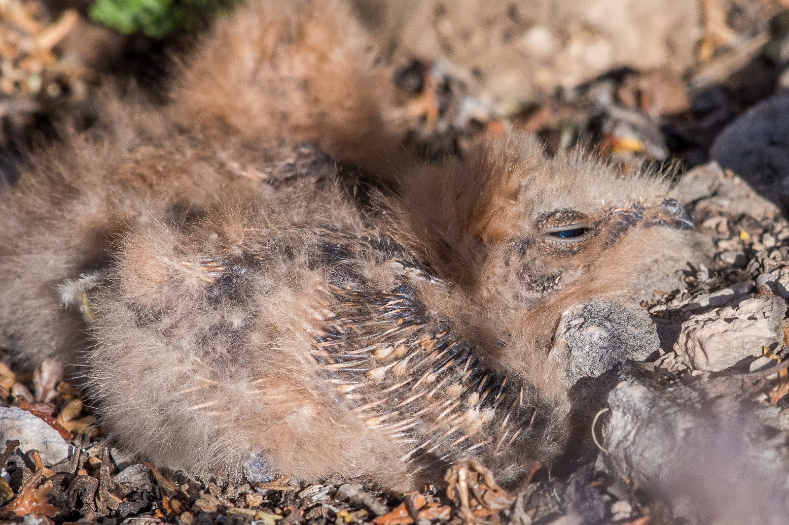 Common Poorwill Baby