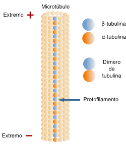 BIOLOGÍA CELULAR: MICROTUBULOS