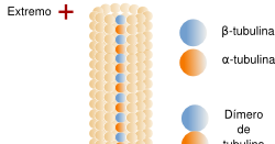 BIOLOGÍA CELULAR: MICROTUBULOS