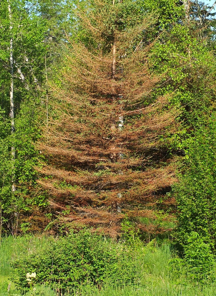 Just Naturally Speaking the Blog: WINTER BURN UPDATE