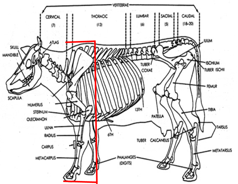 Catatan Kuliah-q: ANATOMI TULANG (Osteo Vertebra)