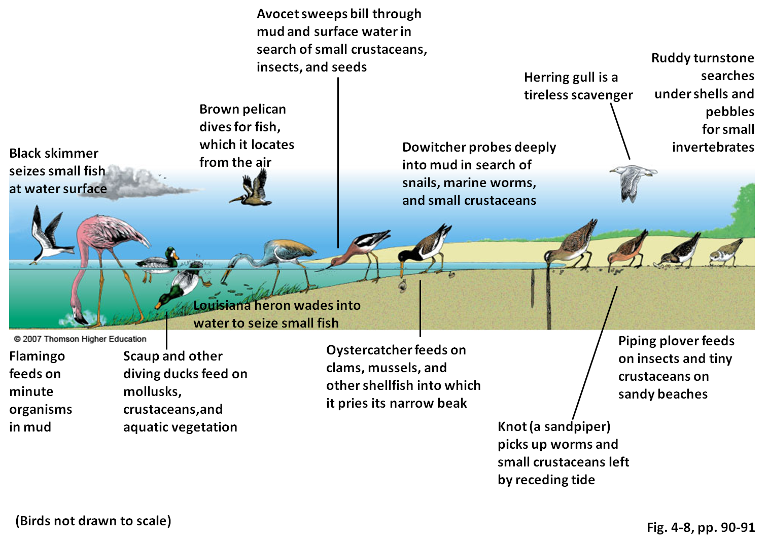 Mr. Senese Biology 1415
