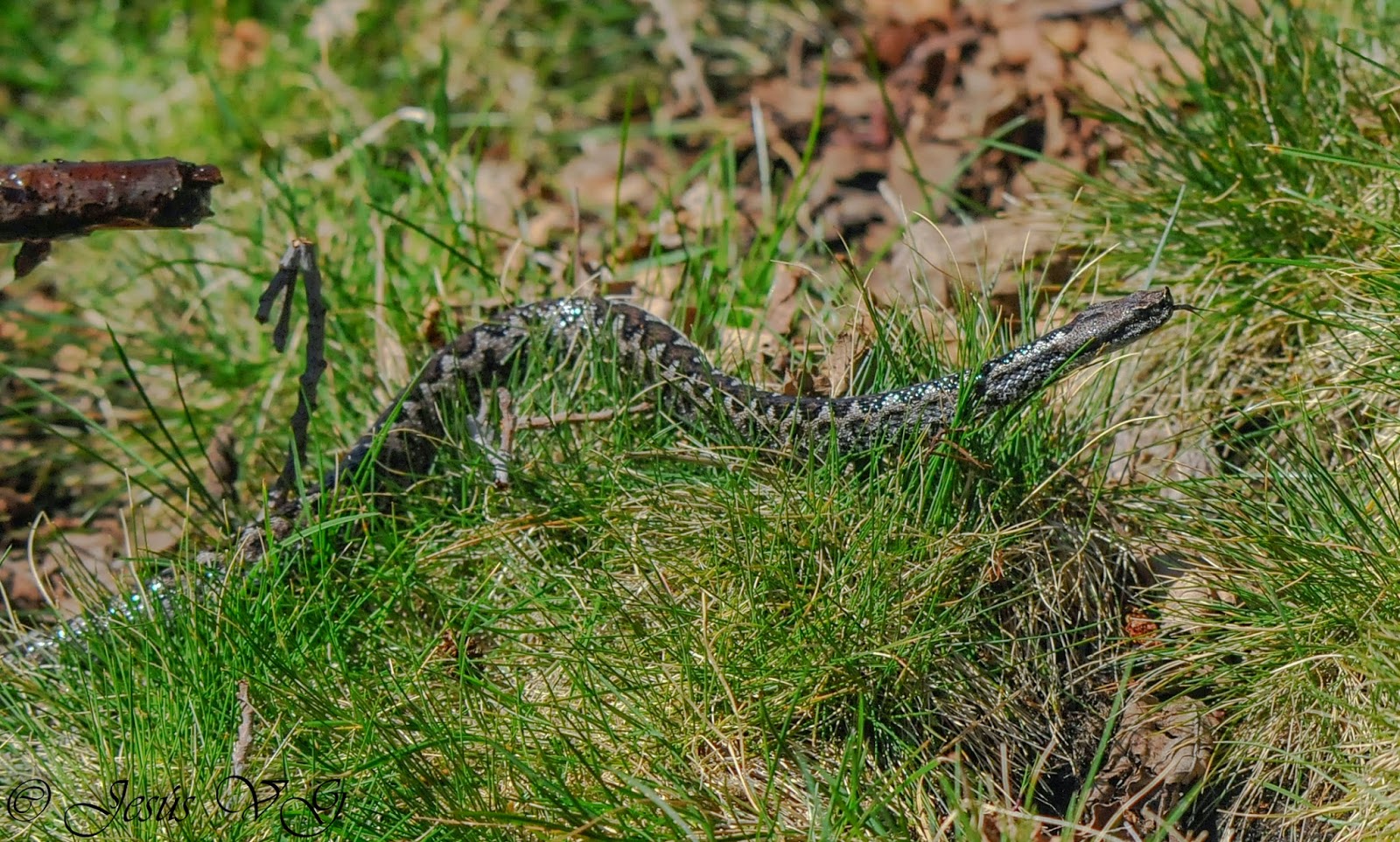 Mi espacio fotográfico: Víbora hocicuda (Vipera latastei)