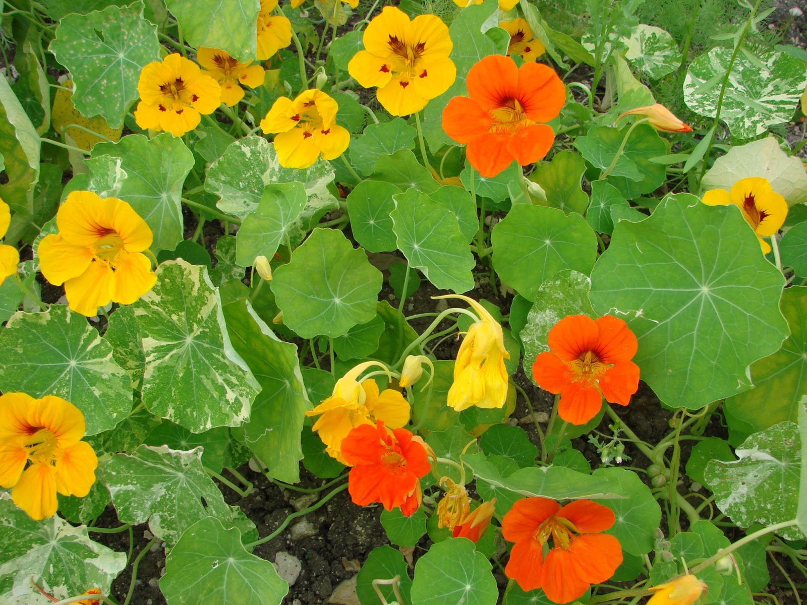 Au jardin d'Aurore: La Capucine