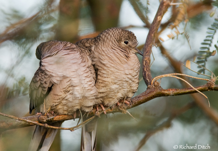 Inca Dove