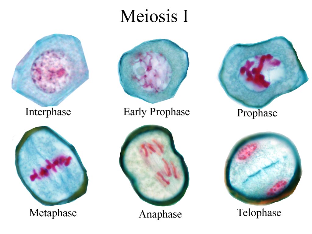 Biología: Meiosis 1