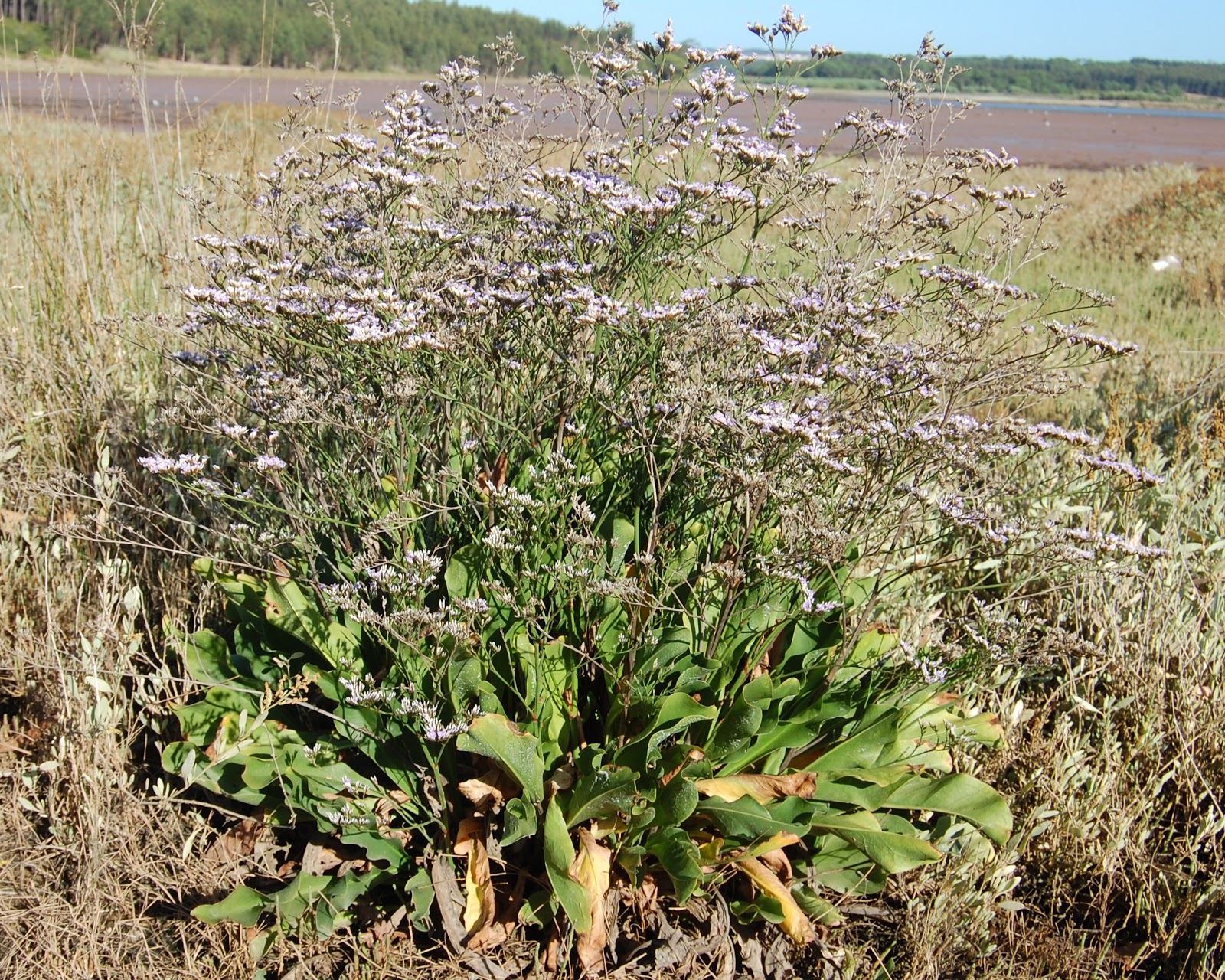 Plantas: Beleza e Diversidade: Limónio (Limonium vulgare)