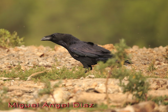 Cuaderno de Campo: Cuervo (Corvus corax)