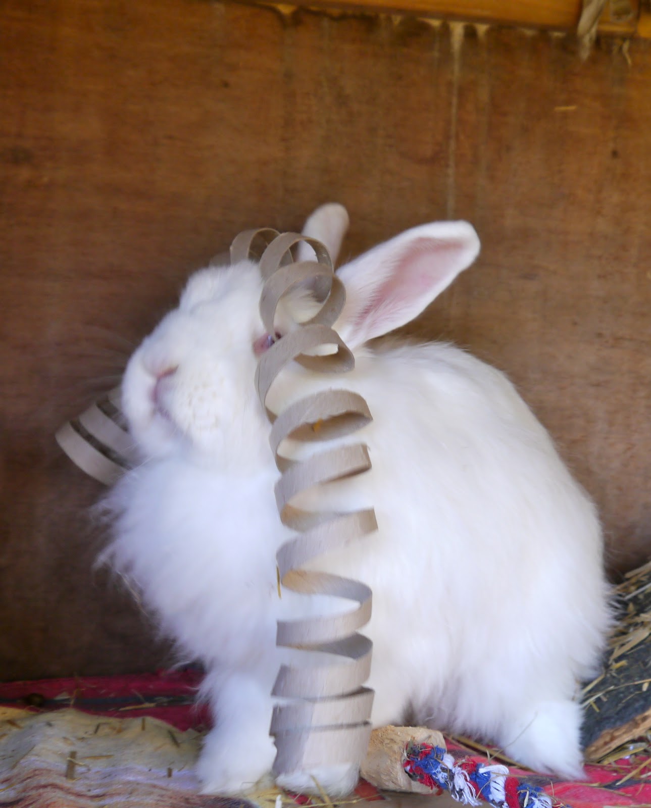 bunny chew toys - Google Search | Pet rabbit, Homemade rabbit toys, Diy ...