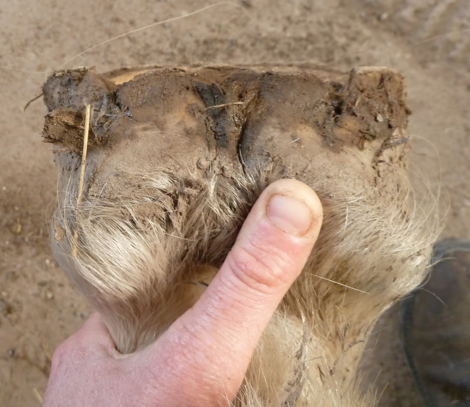 Rockley Farm: Long hooves, bar shoes and slightly more than celery