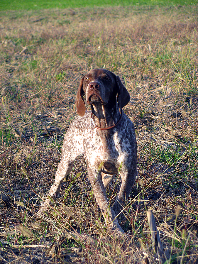 BRACO FRANCÊS: FOTOS ACTUALIZADAS