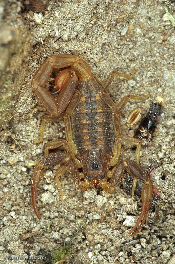 ARACNIDOS: Tityus uruguayensis - Escorpion o Alacran.