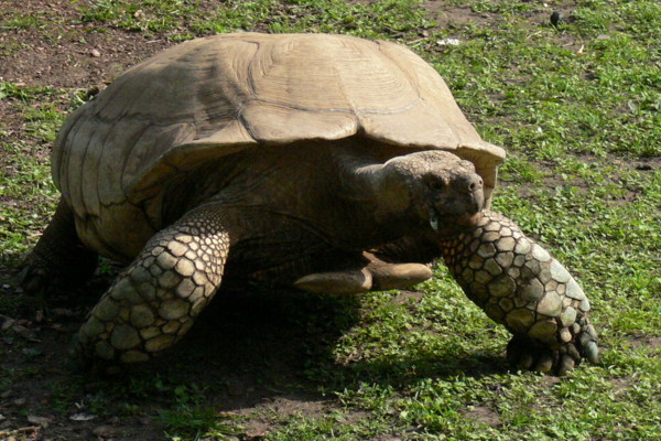 Animal Unique Beautiful: African Spurred Tortoise
