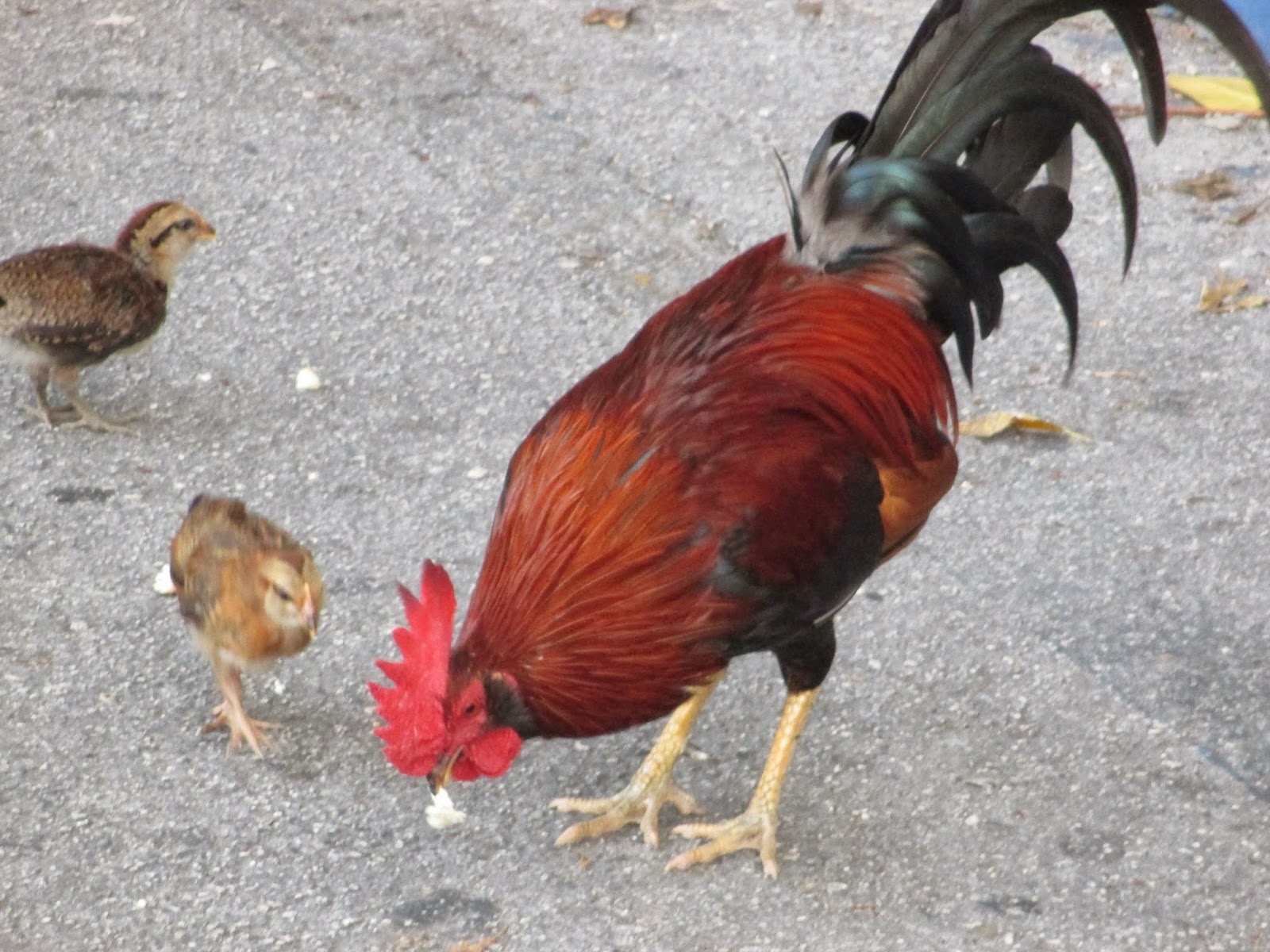 Cool Pa and Gator Moma Head to Key West