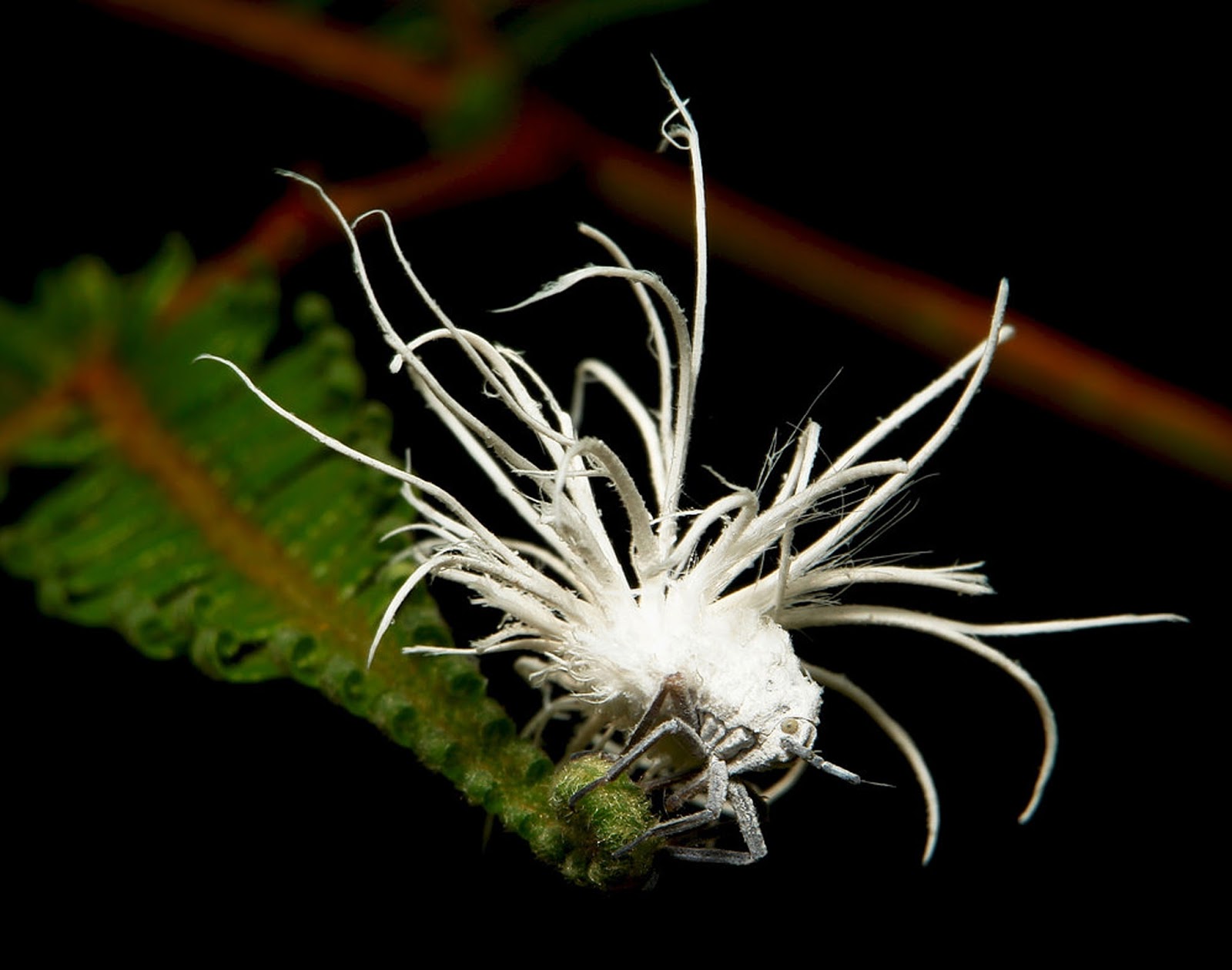 the igneous, the sedimentary and the metamorphic: assassin bugs ...