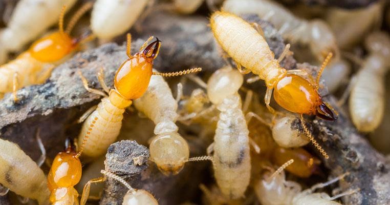 22+ Gambar Rayap Tanah , Paling Baru!