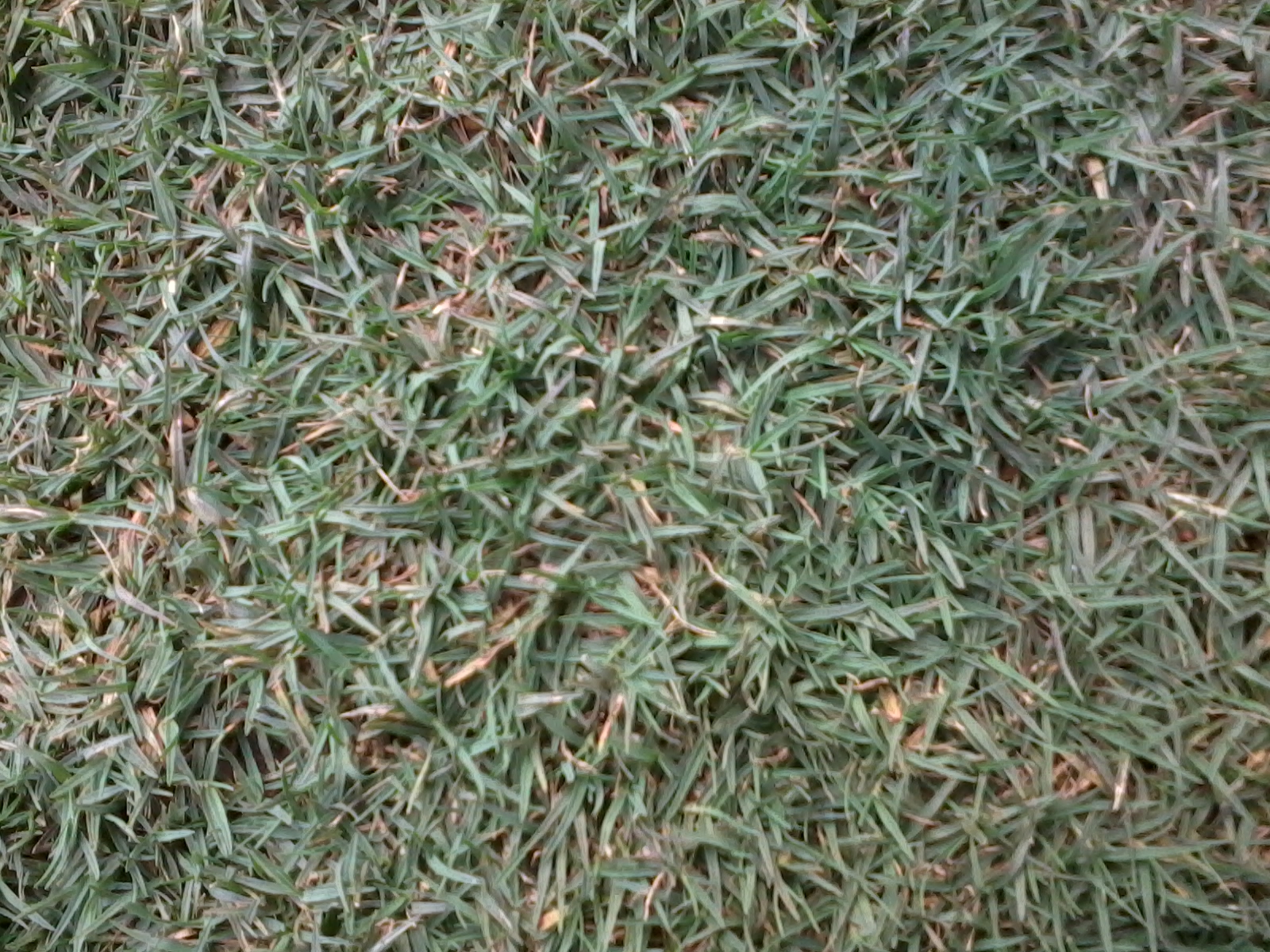 6 Jenis Rumput Untuk Taman Rumah Anda - Rumput Gajah Mini