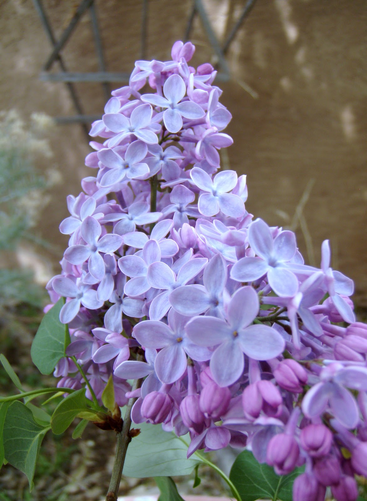 Cabin & Cottage : Celebrating Lilacs