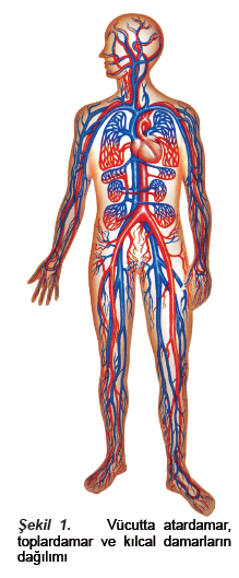 Özgül'ün Biyoloji Notları: İnsanlarda Dolaşım Sistemi - Kan Damarları