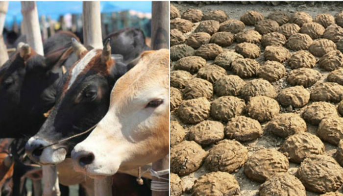 A Sacred Vedic Tradition from a Scientific Angle of Cow Dung