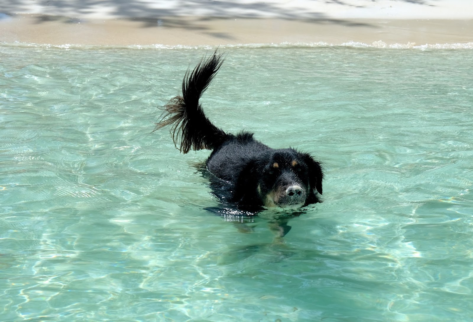 Bringing A Dog To The Bahamas What Is Required