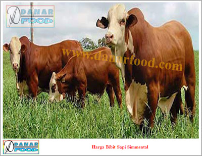 Sapi Simmental - Tahu Bakso Danar Food