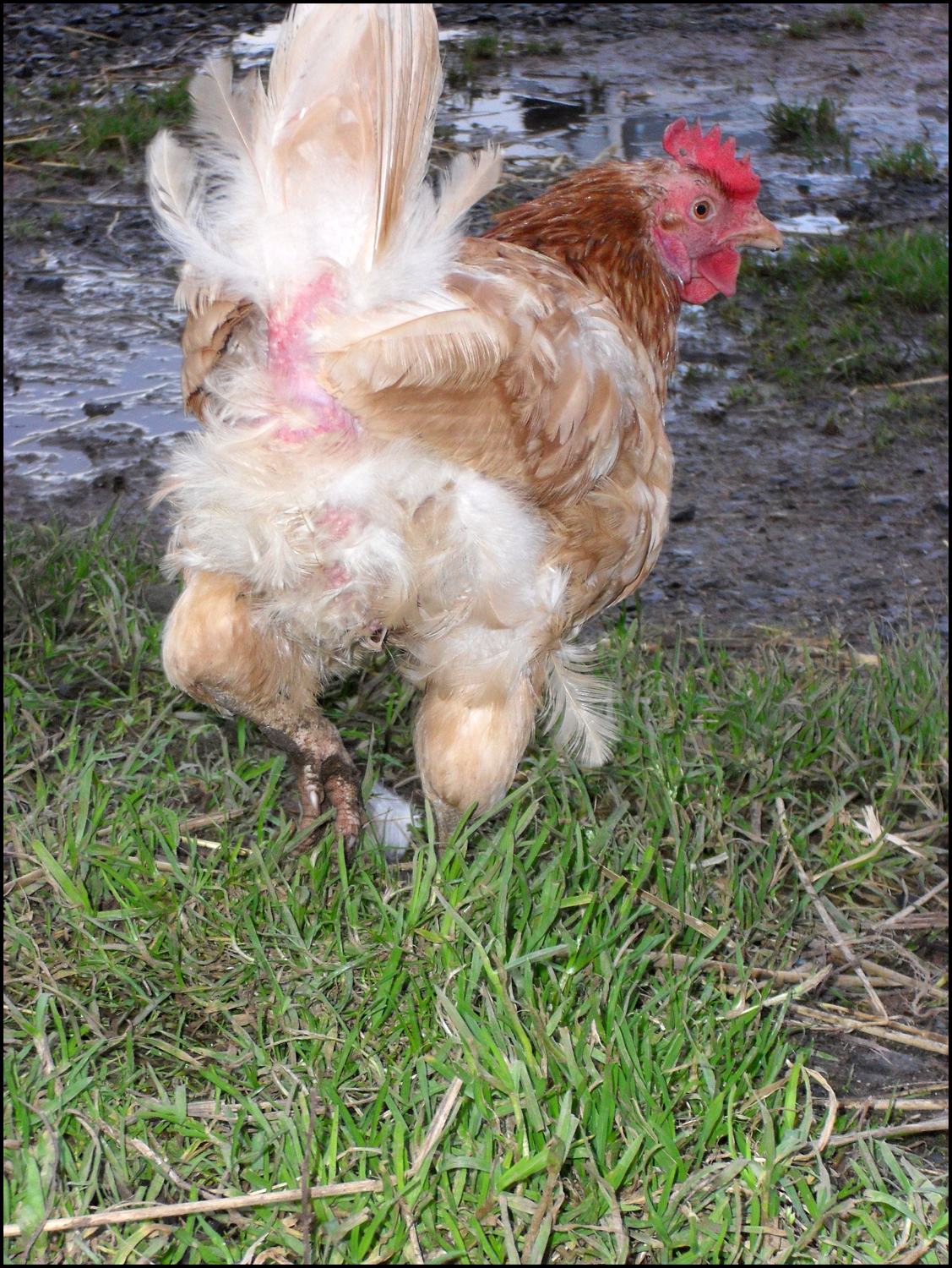 The Tenacious Gardener!: Killer hens! UPDATE