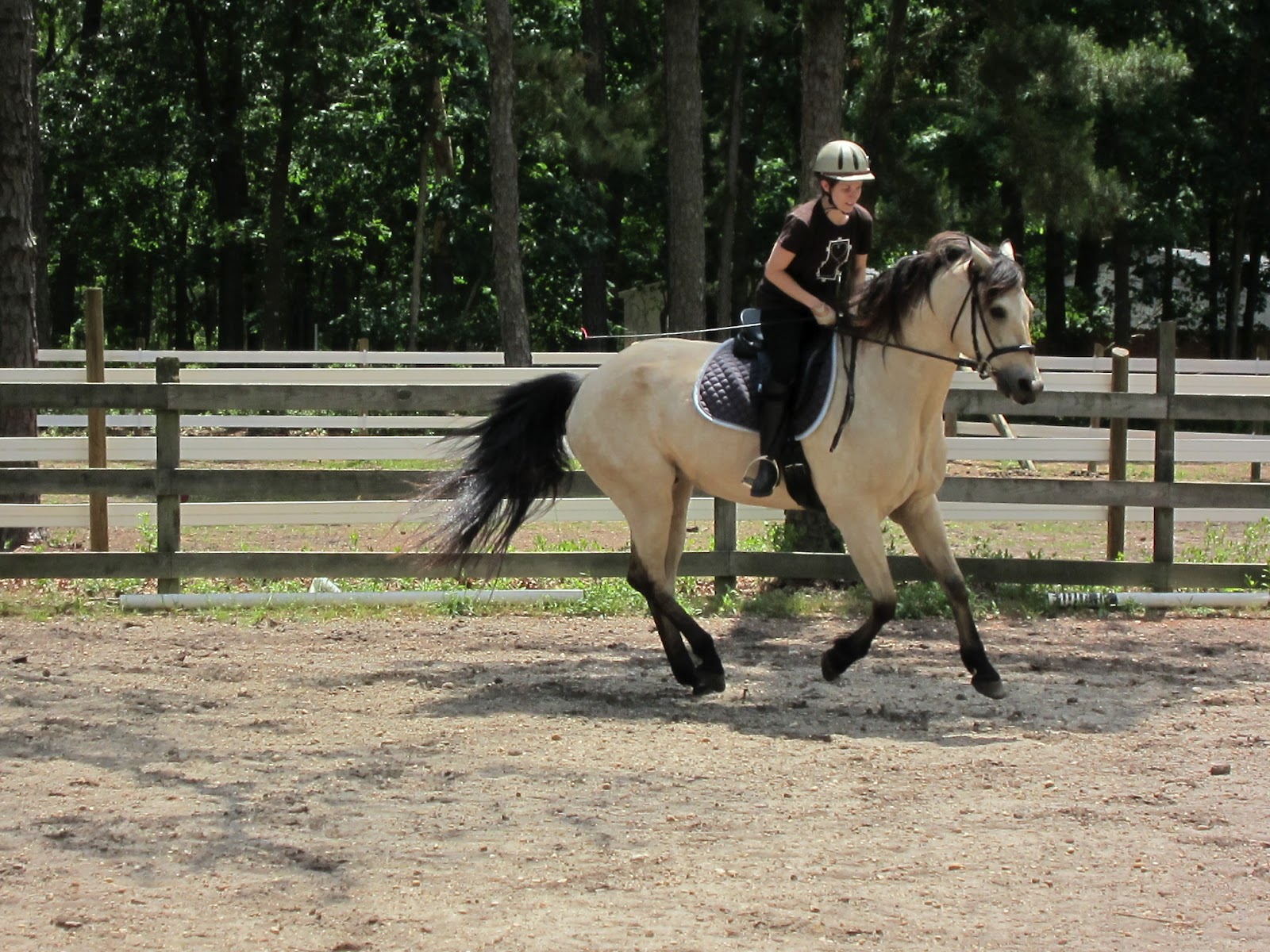 Memoirs of a Horse Girl: Riding Reflection: Dressage Test Prep
