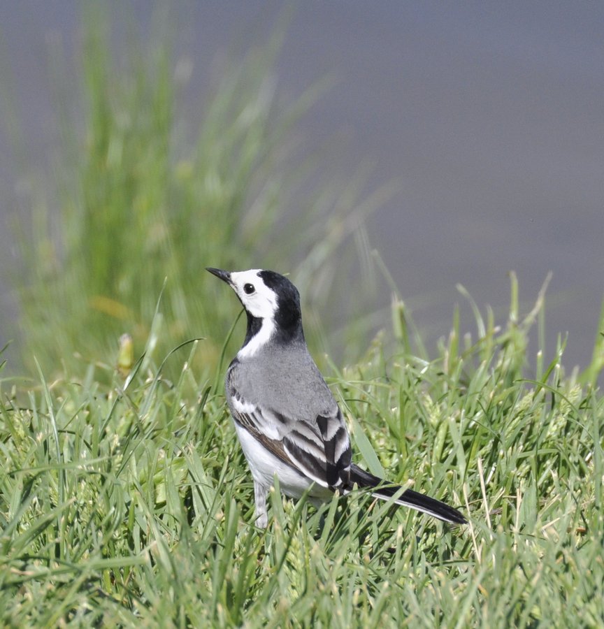 Păsări din parcuri ieșene: Codobatura albă