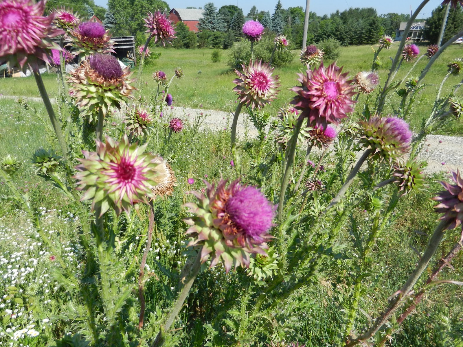 Natural History Museum of ZOL 355: Musk Thistle