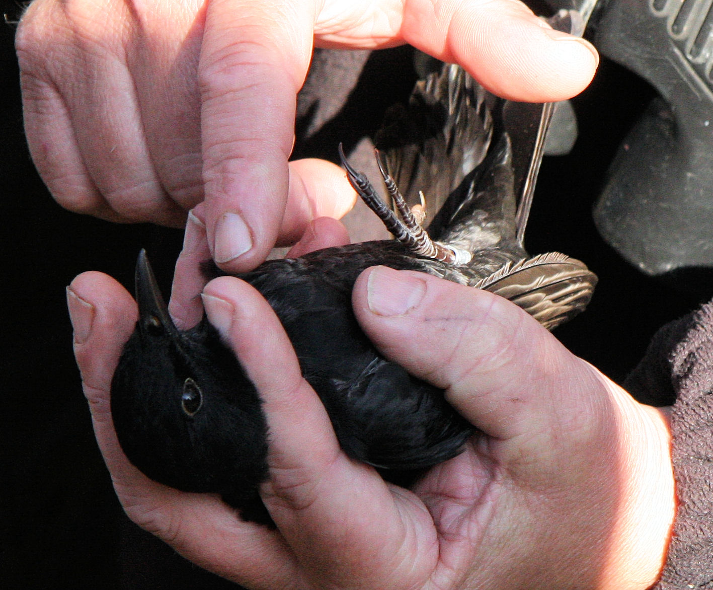 Birding with Flowers: Ringing at Spurn