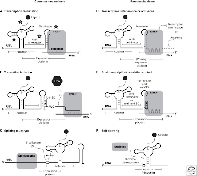 Riboswitches: Definition, Structure, Mechanism and Applications