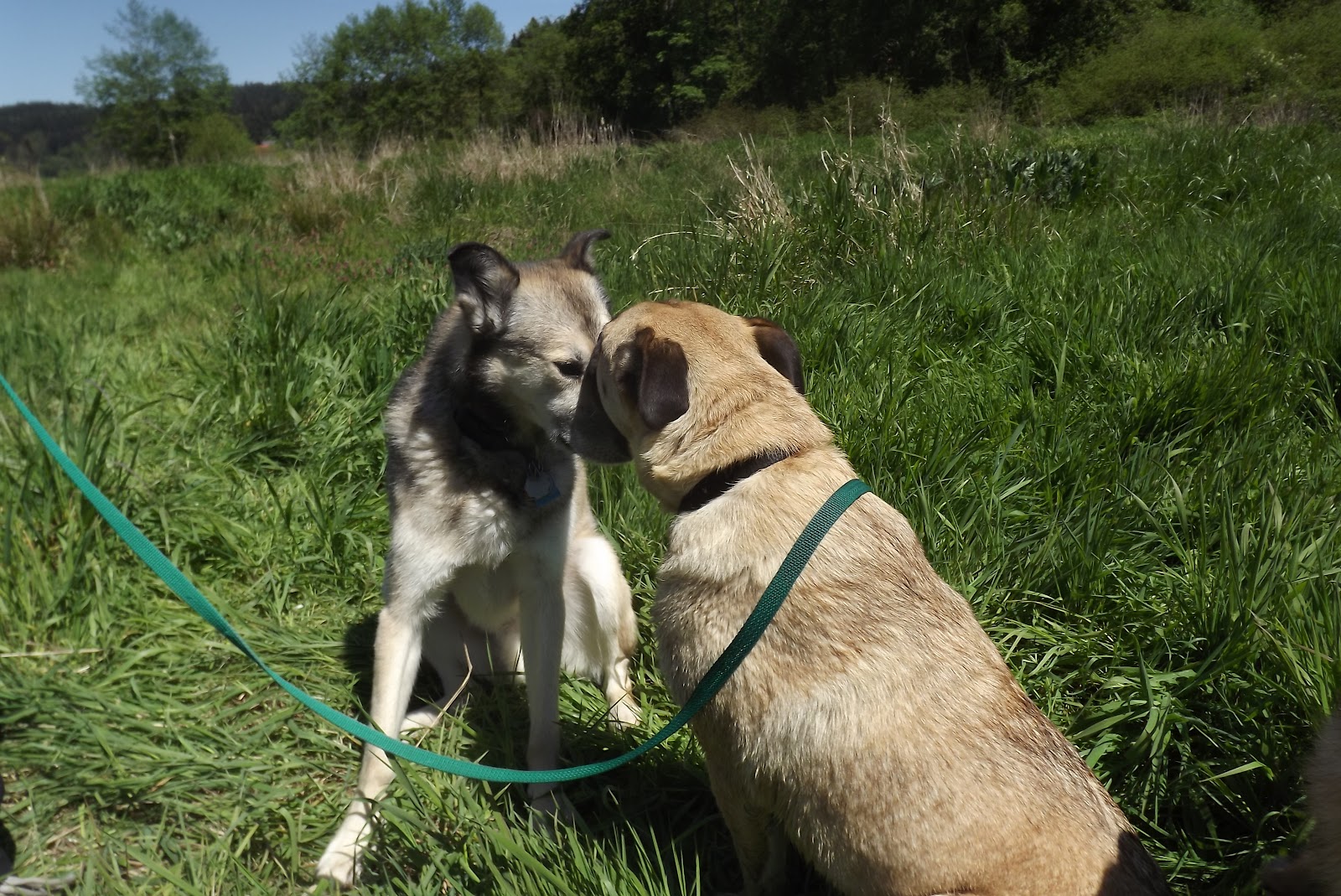 The Foster Report: Pika the 40 pound Gentle Giant?